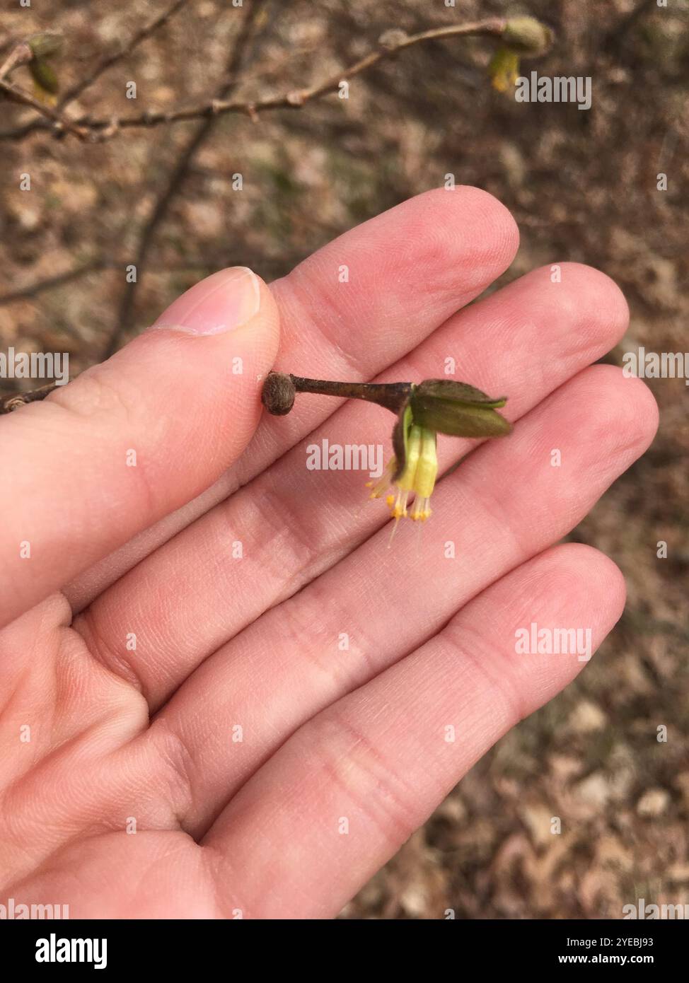 eastern leatherwood (Dirca palustris Stock Photo - Alamy