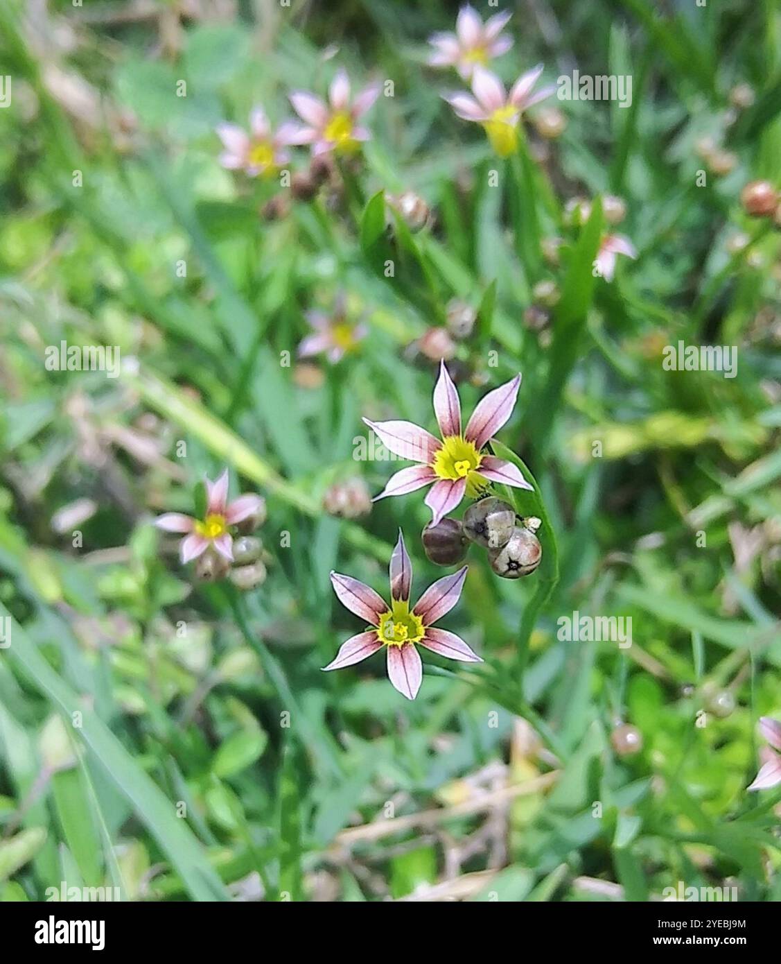 Pigroot hi-res stock photography and images - Alamy