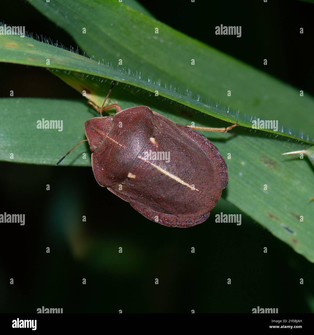 southern broad-bellied bug (Eurygaster austriaca Stock Photo - Alamy