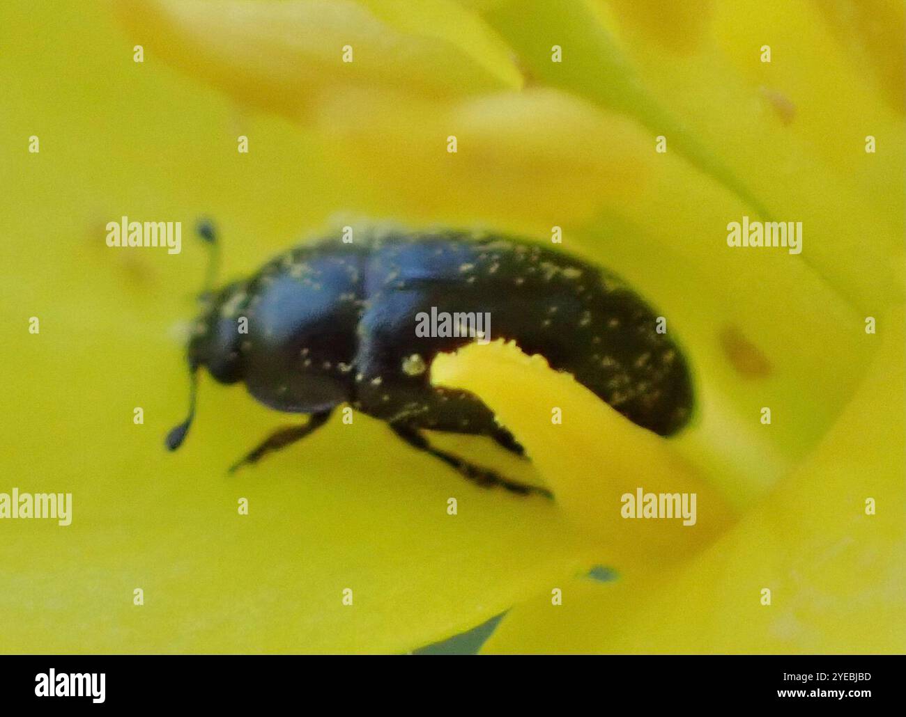 Pollen Beetles (Meligethinae Stock Photo - Alamy