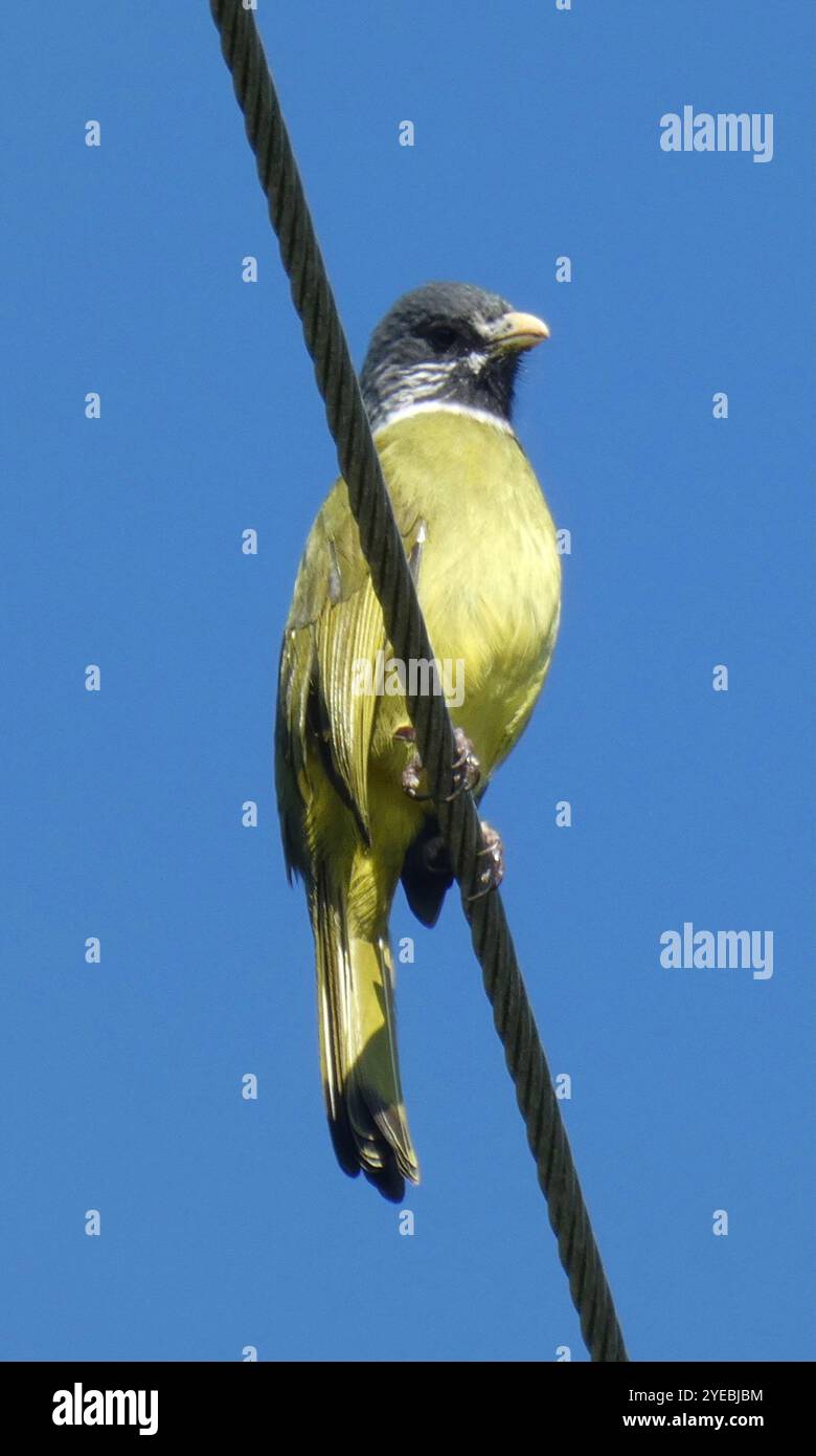 Collared finchbill hi-res stock photography and images - Alamy