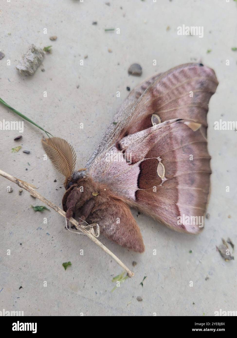 Polyphemus Moth (Antheraea polyphemus Stock Photo - Alamy