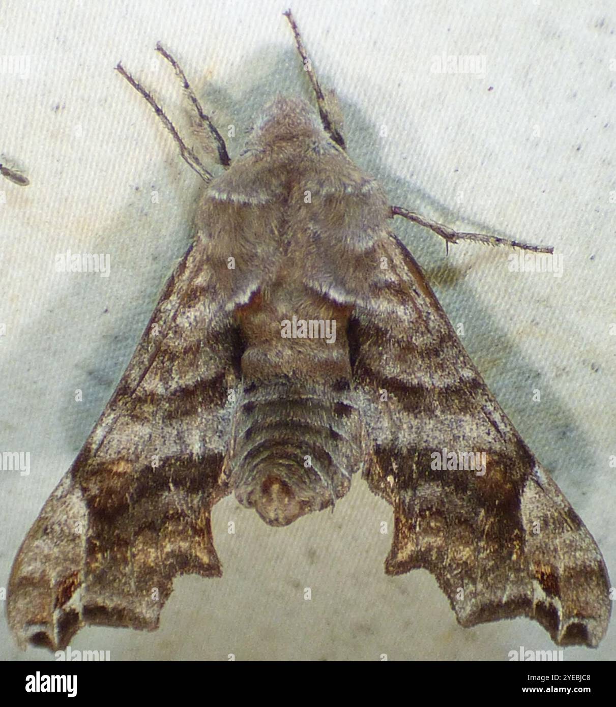 Lettered Sphinx (Deidamia inscriptum Stock Photo - Alamy