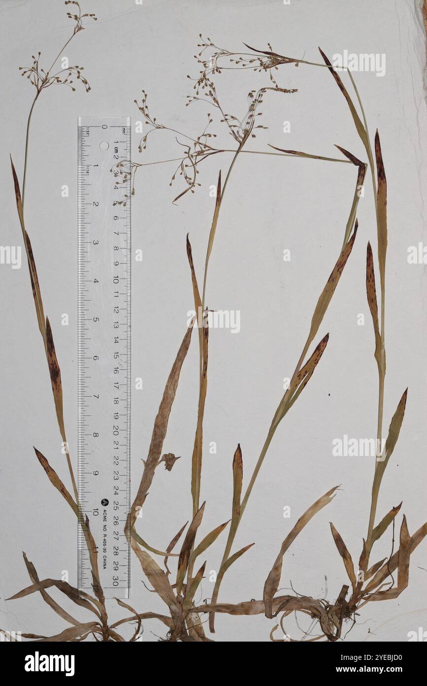 Small-flower Woodrush (Luzula parviflora Stock Photo - Alamy