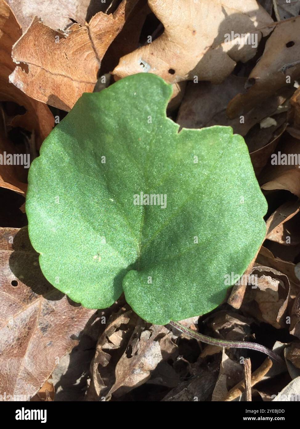 vascular plants (Tracheophyta Stock Photo - Alamy
