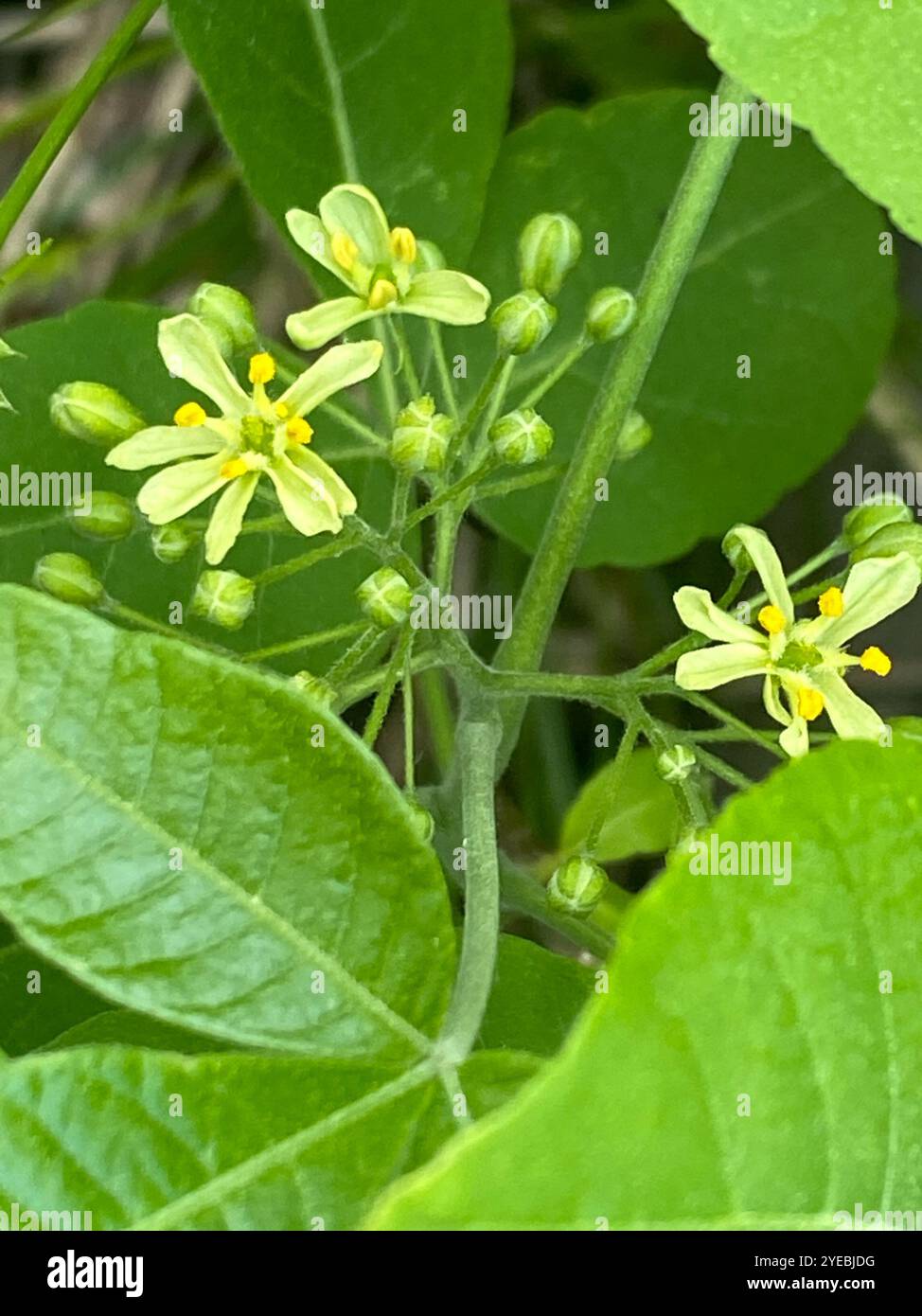 Wafer ash hi-res stock photography and images - Alamy