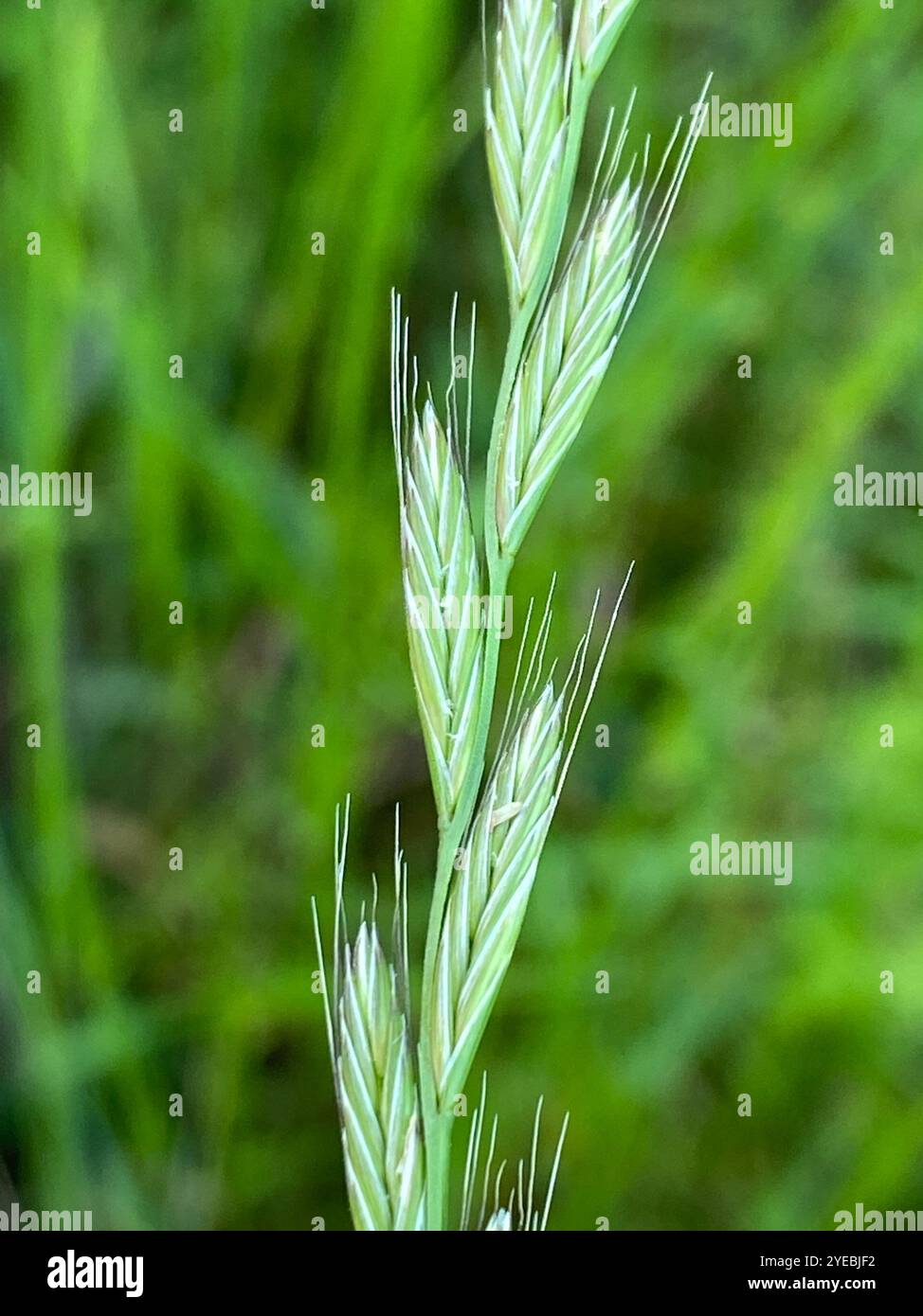 Italian Ryegrass (Lolium multiflorum Stock Photo - Alamy