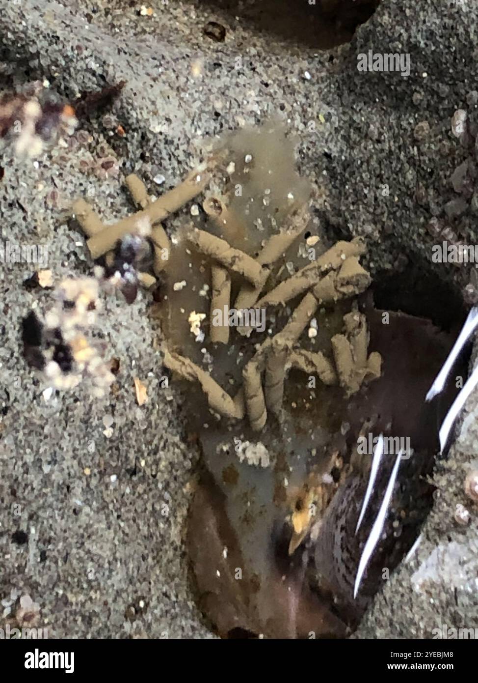 Penitella penita hi-res stock photography and images - Alamy