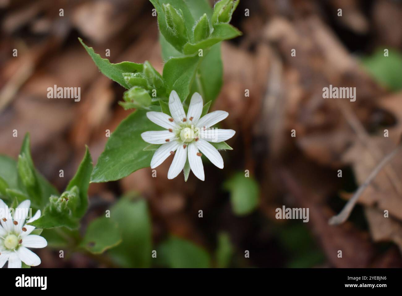 star chickweed (Stellaria pubera Stock Photo - Alamy