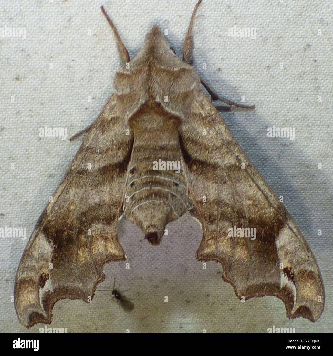 Lettered Sphinx (Deidamia inscriptum Stock Photo - Alamy