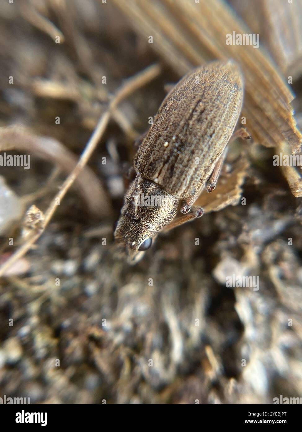Sitona lineatus hi-res stock photography and images - Alamy