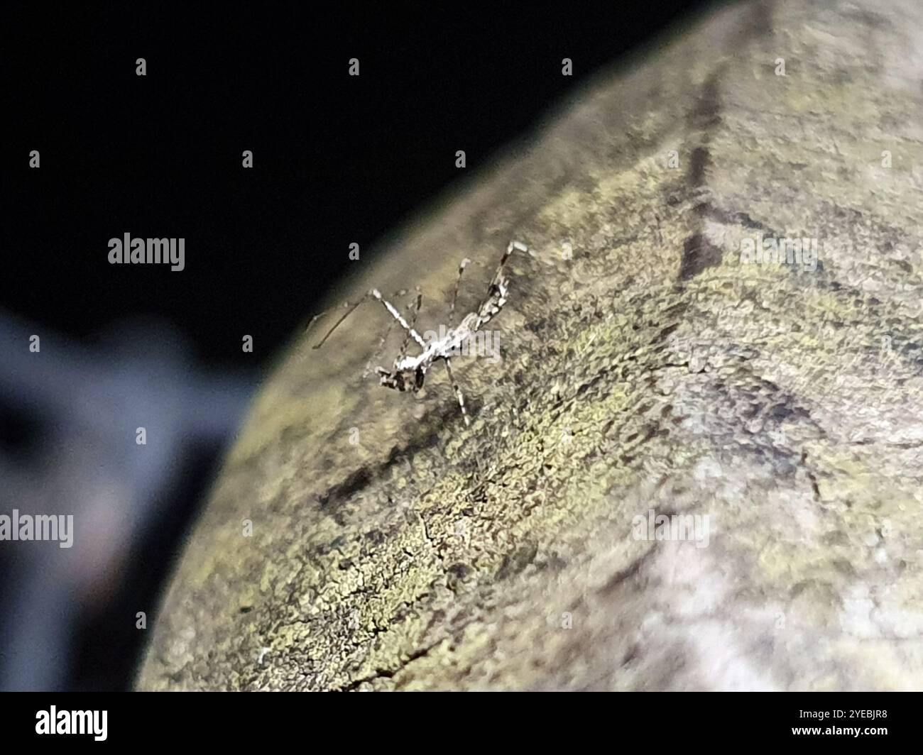 Thread-legged Bugs (Emesinae Stock Photo - Alamy