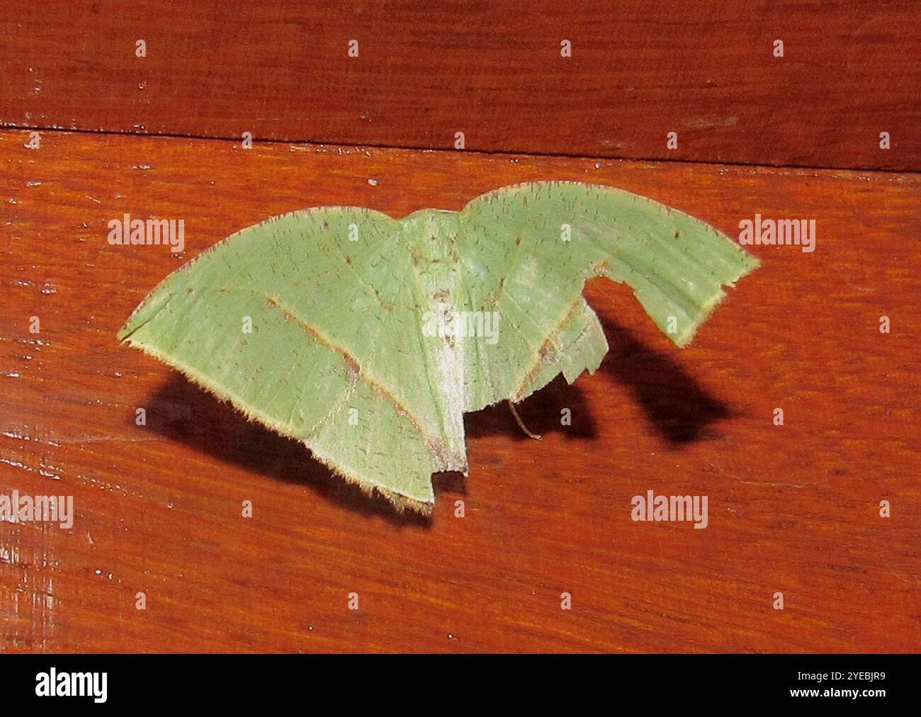 Geometer Moths (Geometridae Stock Photo - Alamy