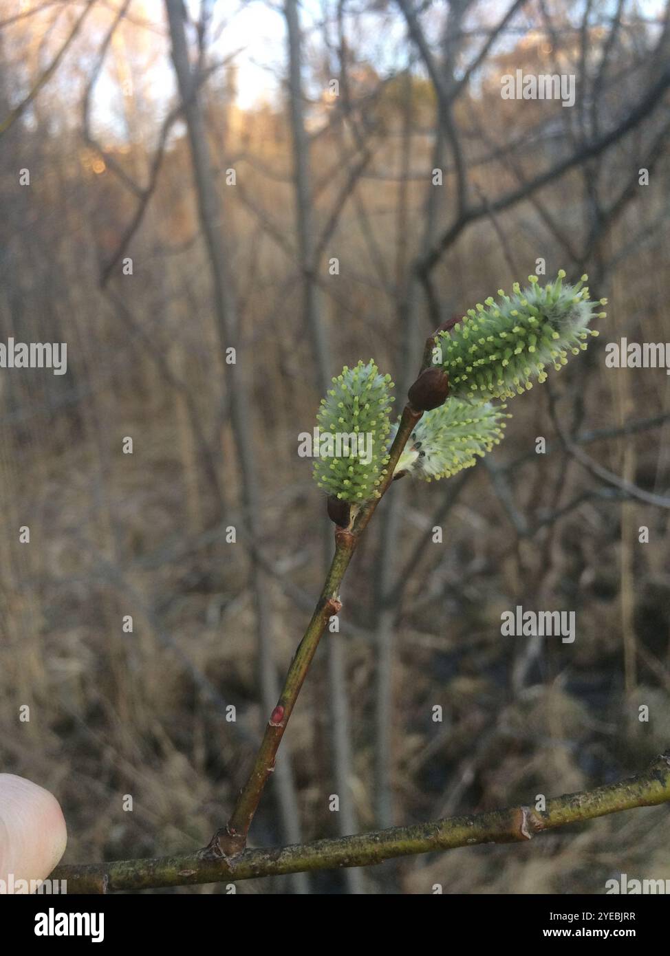 pussy willow (Salix discolor Stock Photo - Alamy