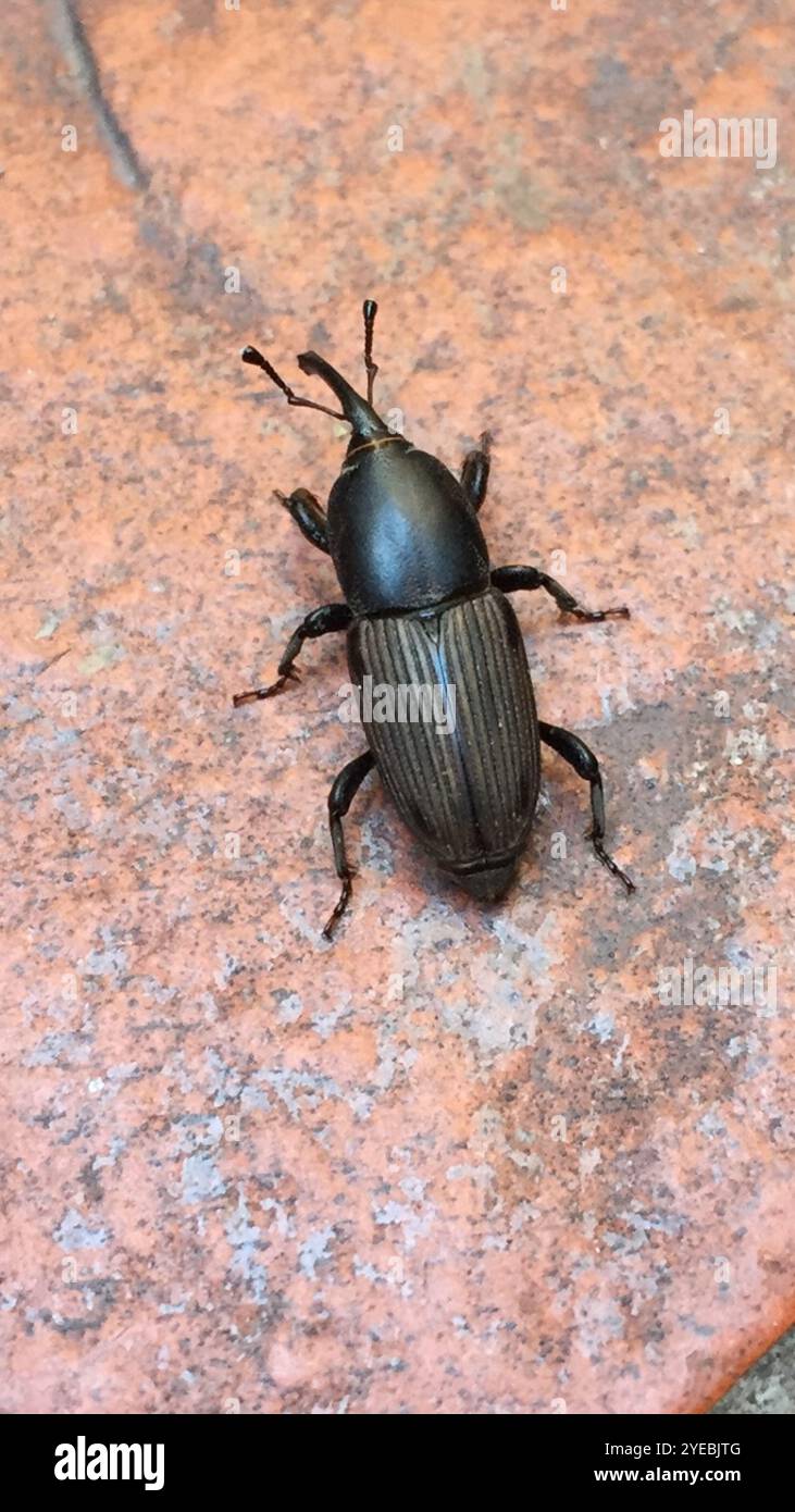 Billbug Weevils (Sphenophorus Stock Photo - Alamy