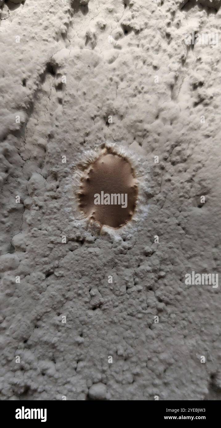 Ground and Ant-mimic Sac Spiders (Corinnidae Stock Photo - Alamy