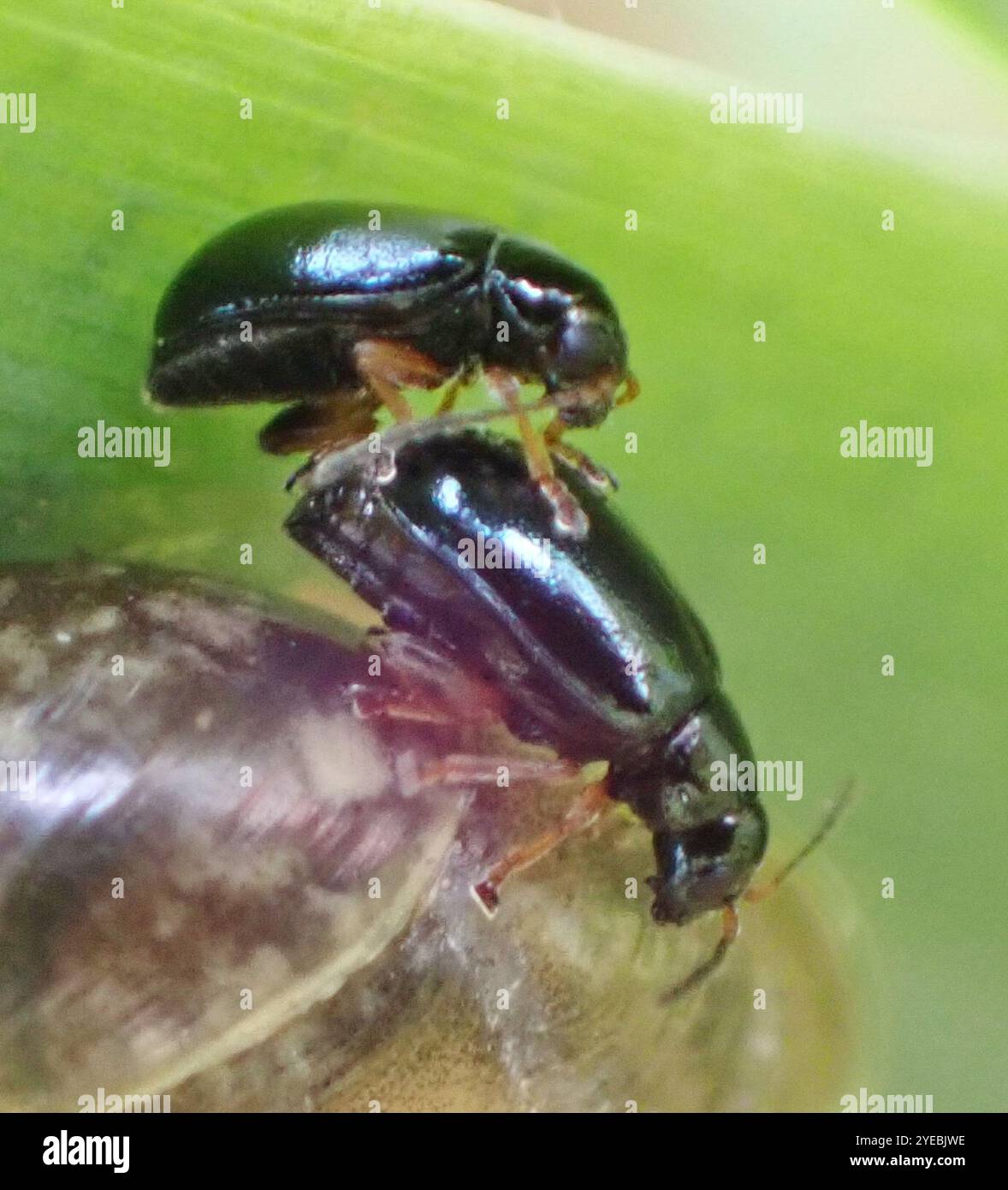 Aphthona hi-res stock photography and images - Alamy