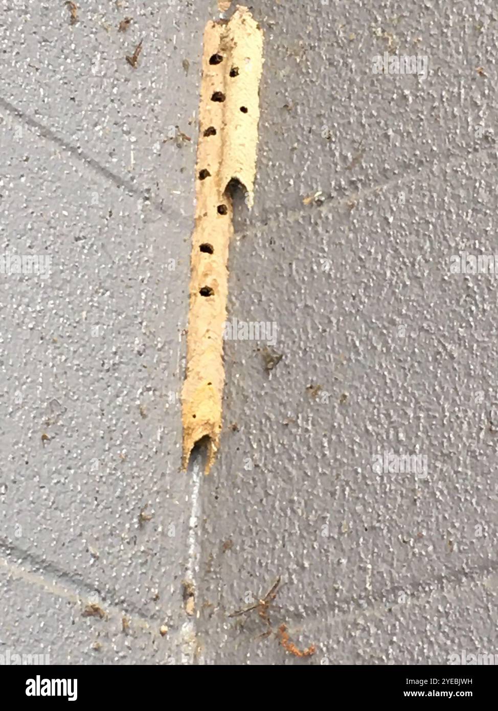 Trypoxylon politum wasp hi-res stock photography and images - Alamy