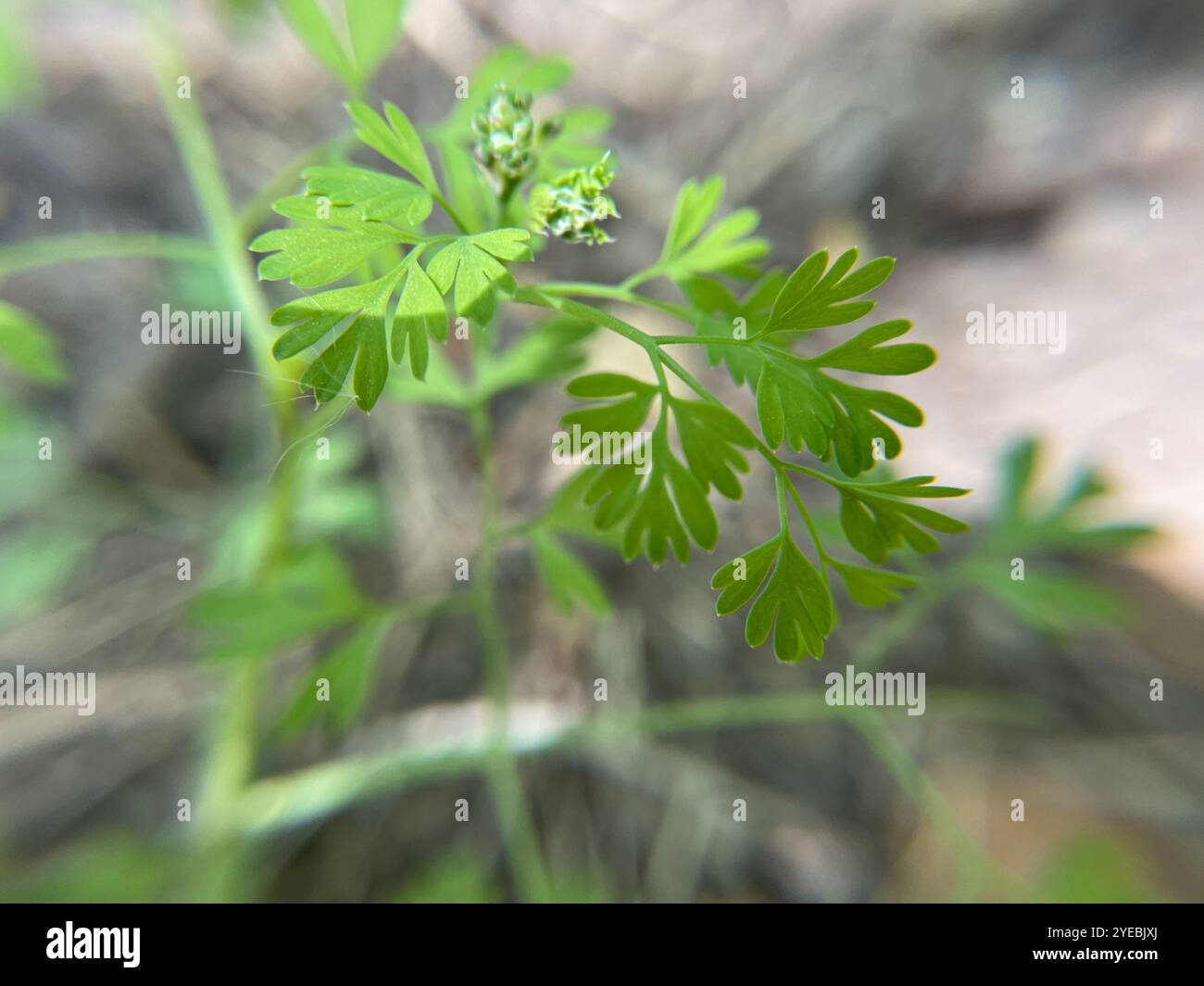 Common ramping fumitory hi-res stock photography and images - Alamy