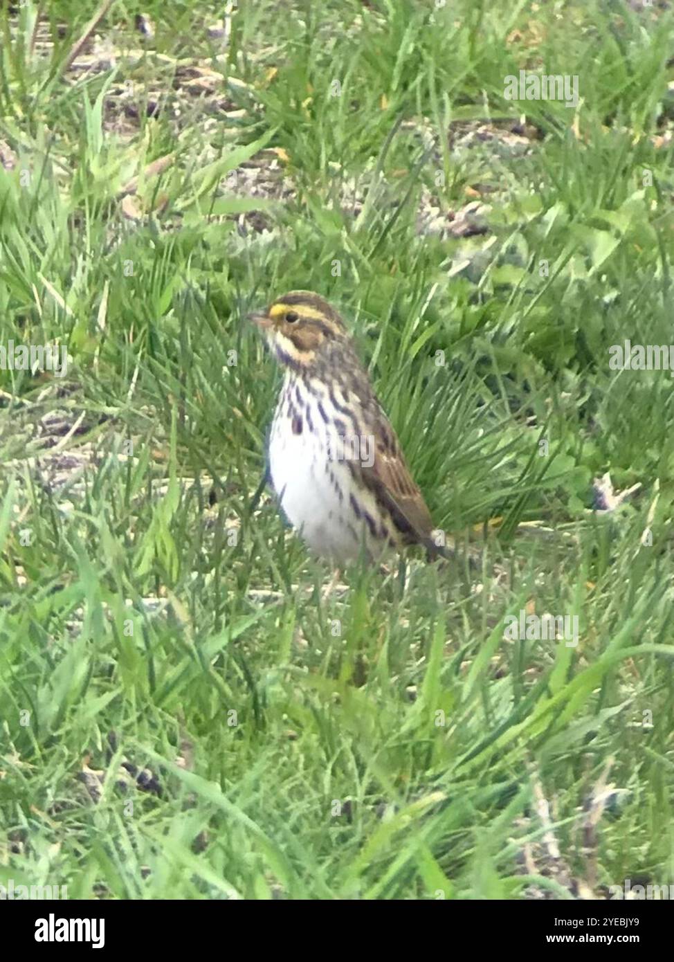 Savannah Sparrow (Passerculus sandwichensis Stock Photo - Alamy
