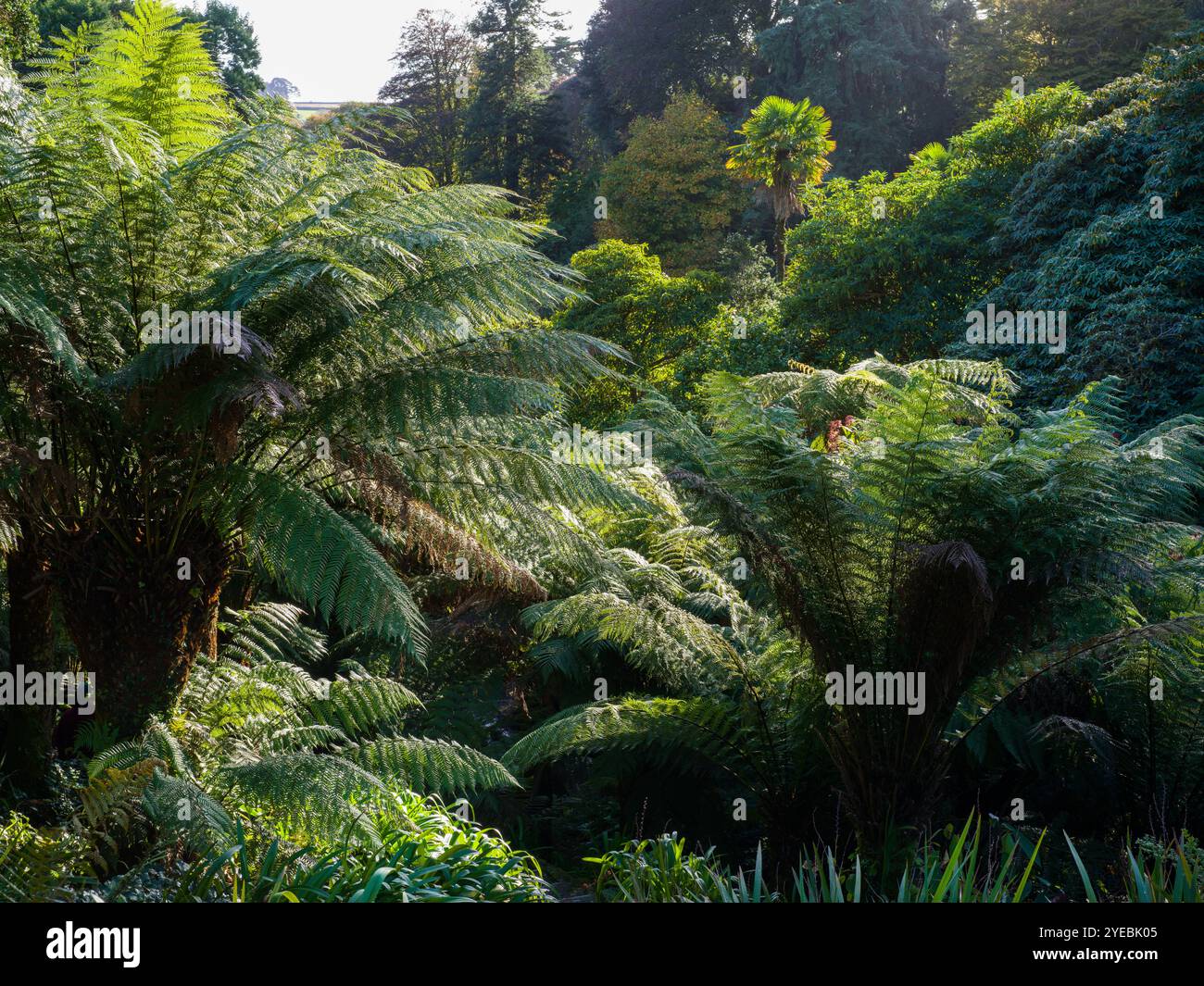 TREBAH SUB TROPICAL GARDENS PALM TREES AEONIUM TULBAGHIA VIOLACEA GLOBE ...