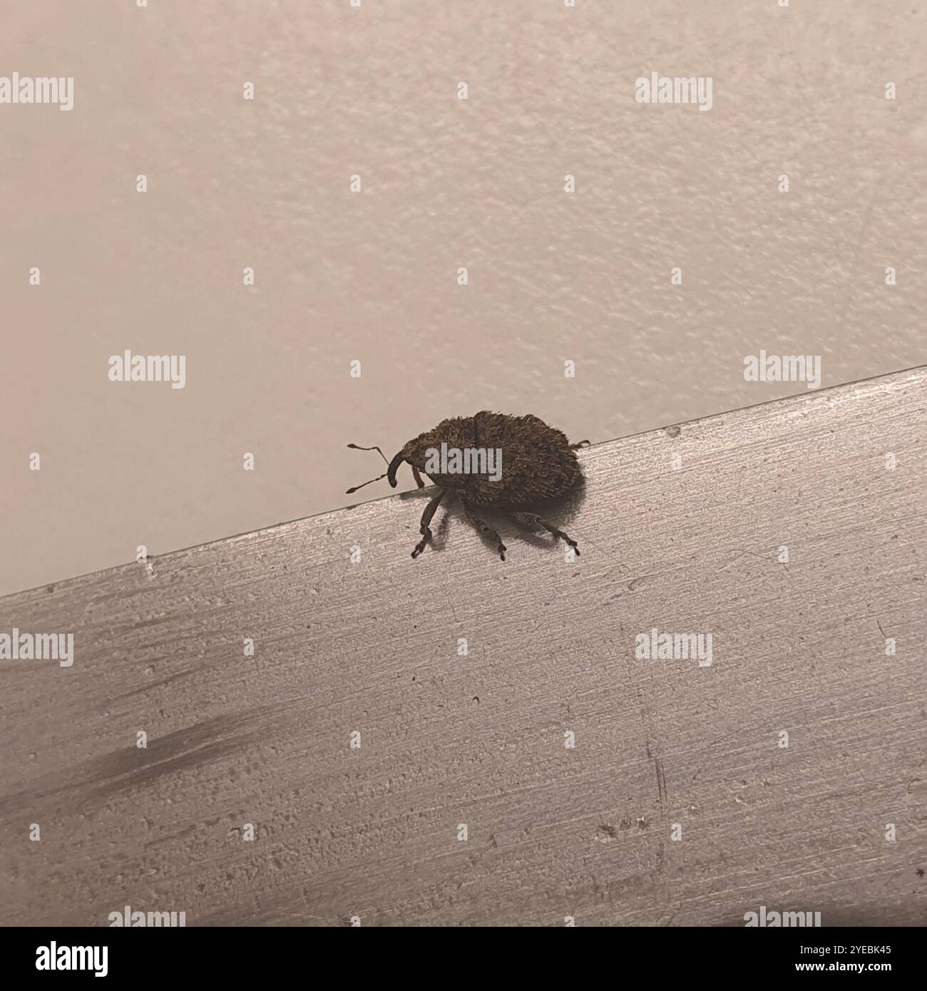 Thistle crown hi-res stock photography and images - Alamy