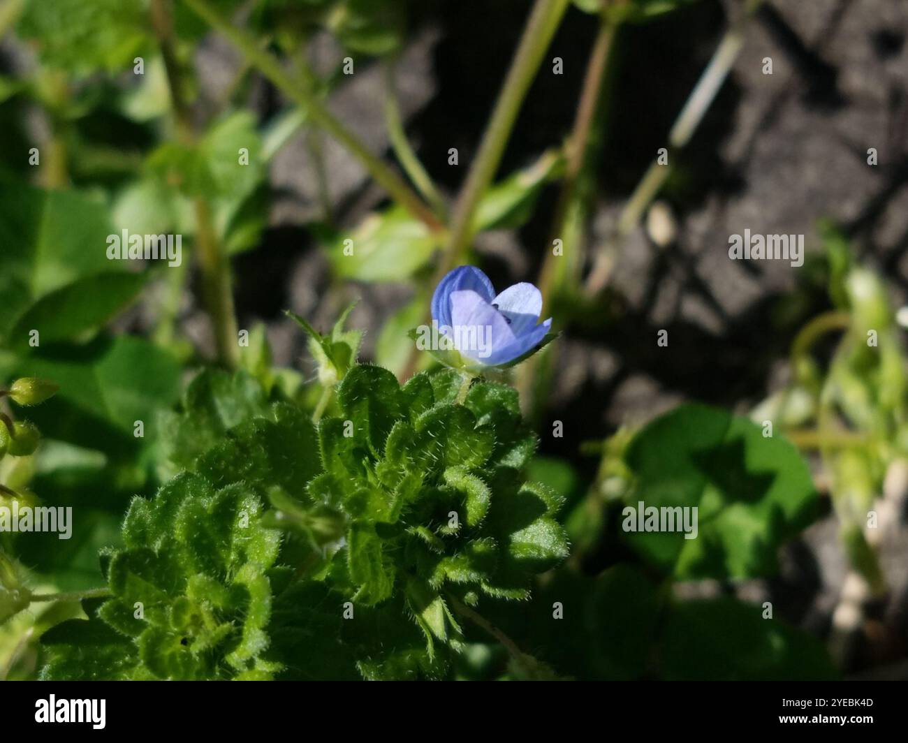 bird's-eye speedwell (Veronica persica Stock Photo - Alamy