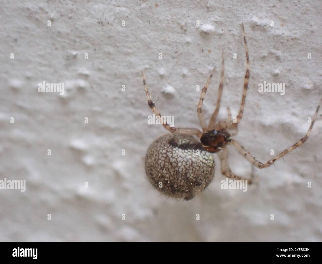 Common House Spider (Parasteatoda tepidariorum Stock Photo - Alamy