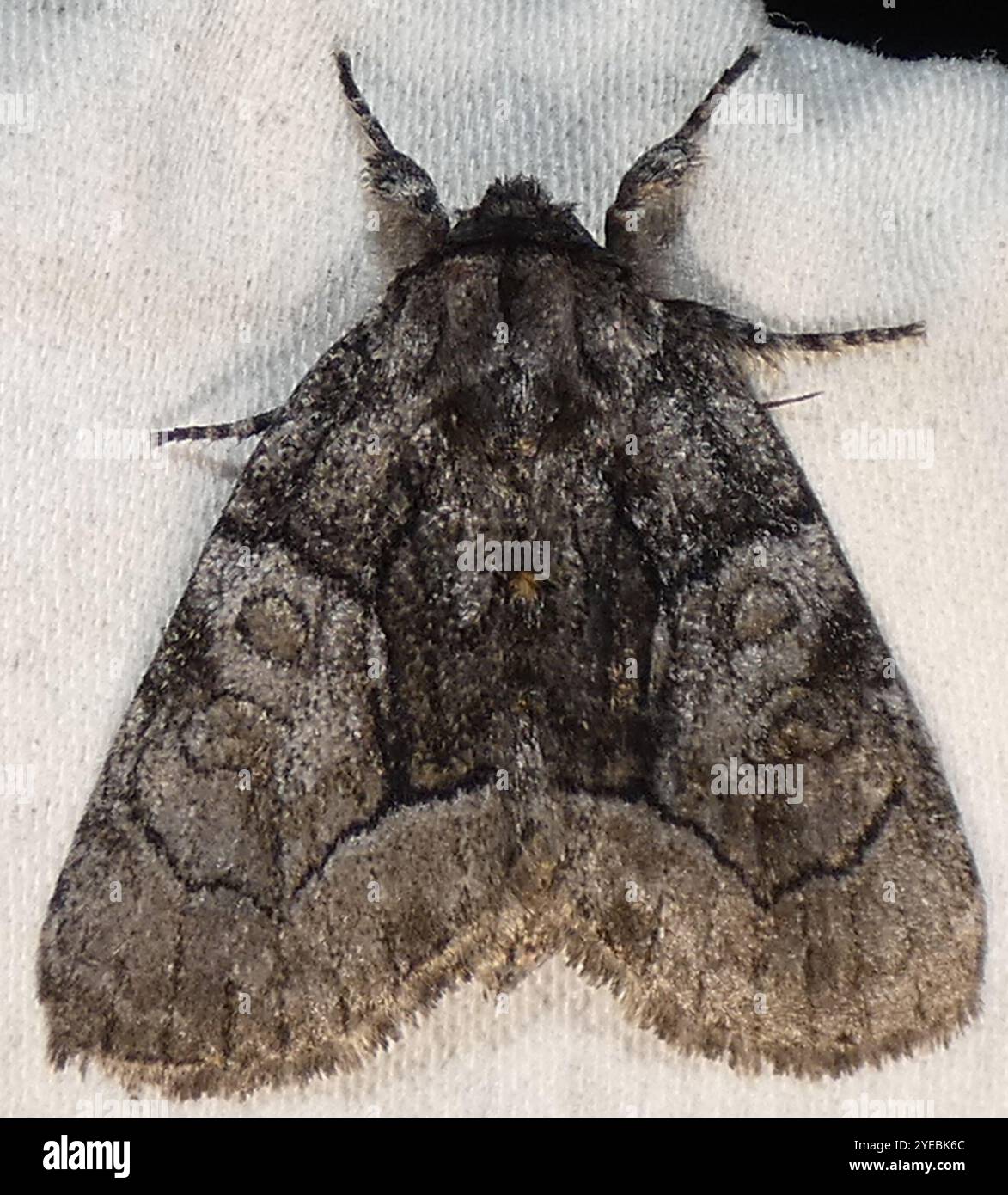 Brother Moth (Raphia frater Stock Photo - Alamy