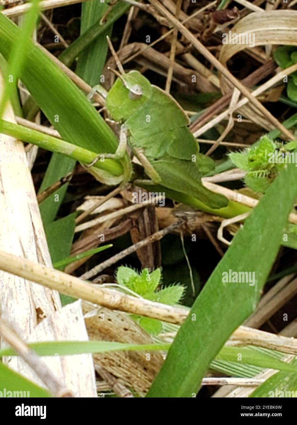 Green-striped Grasshopper (Chortophaga viridifasciata Stock Photo - Alamy
