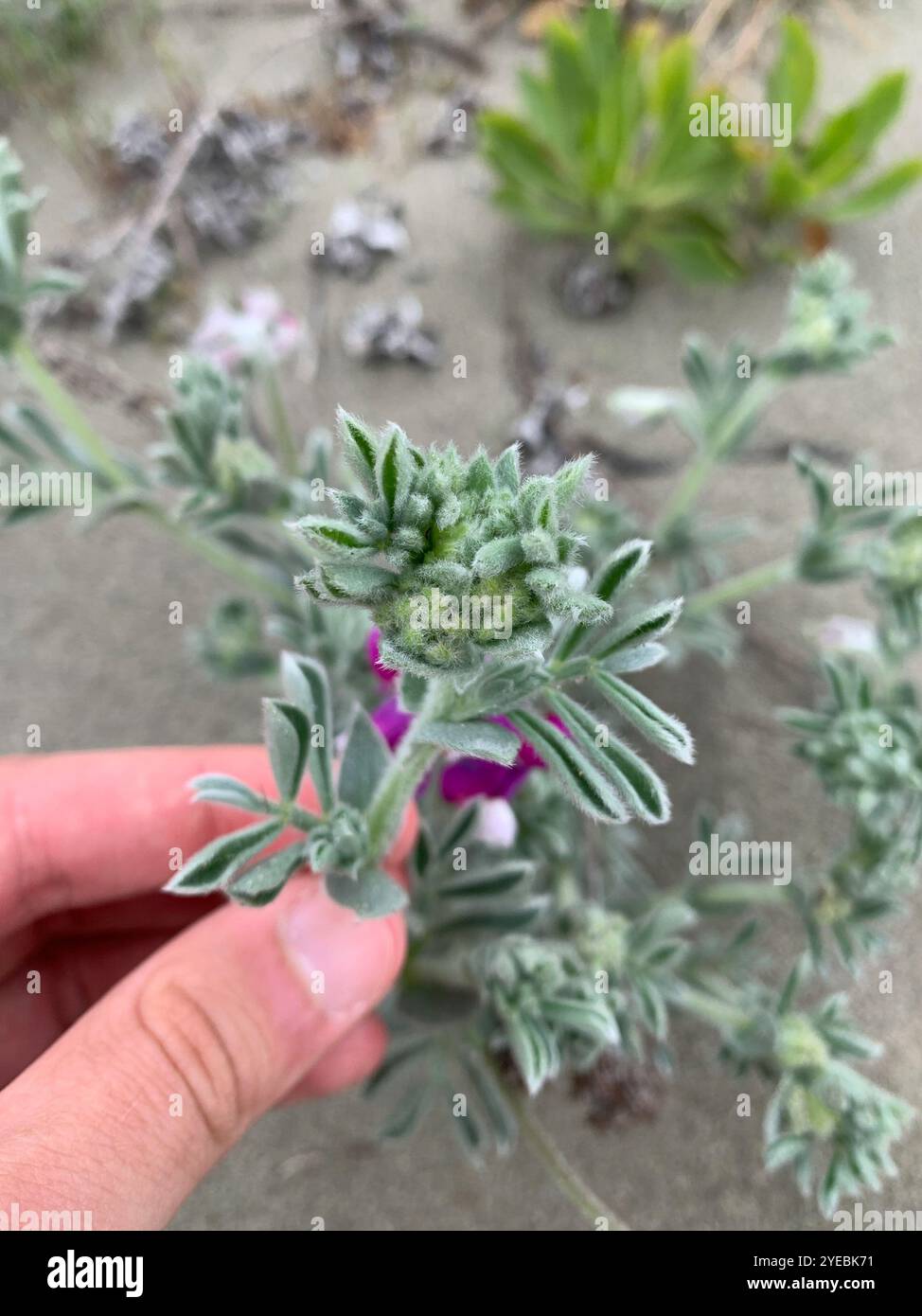 silky beach pea (Lathyrus littoralis Stock Photo - Alamy