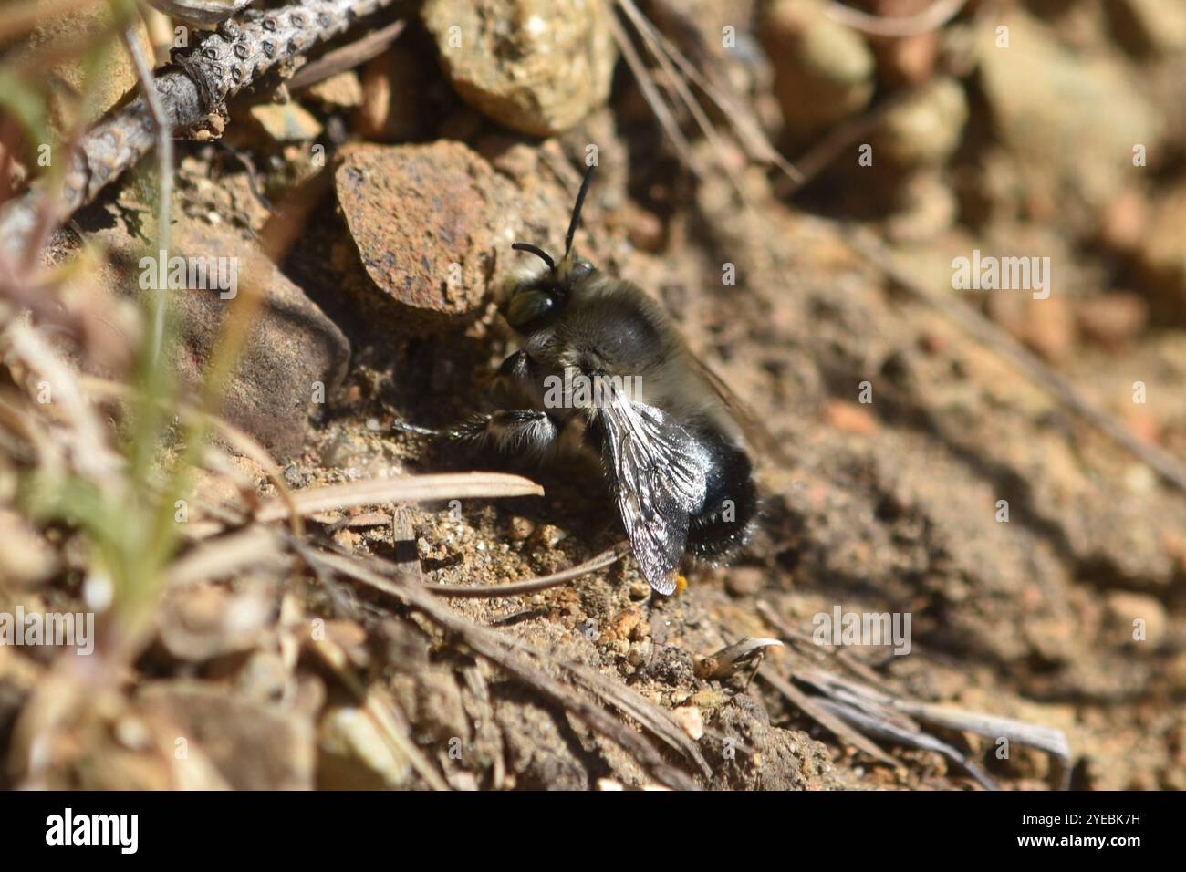 Common digger bees hi-res stock photography and images - Alamy