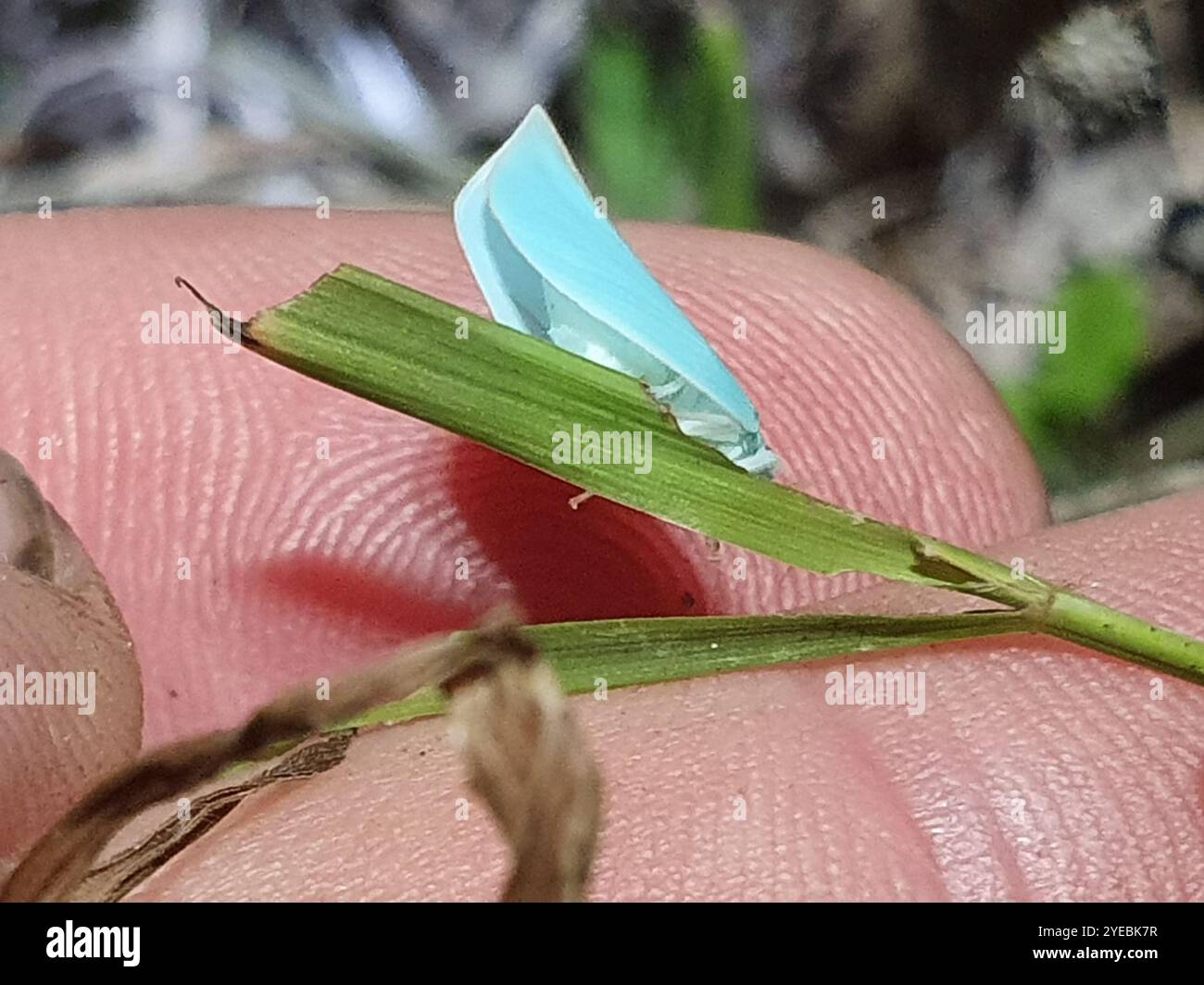 Torpedo Bug (Siphanta acuta Stock Photo - Alamy