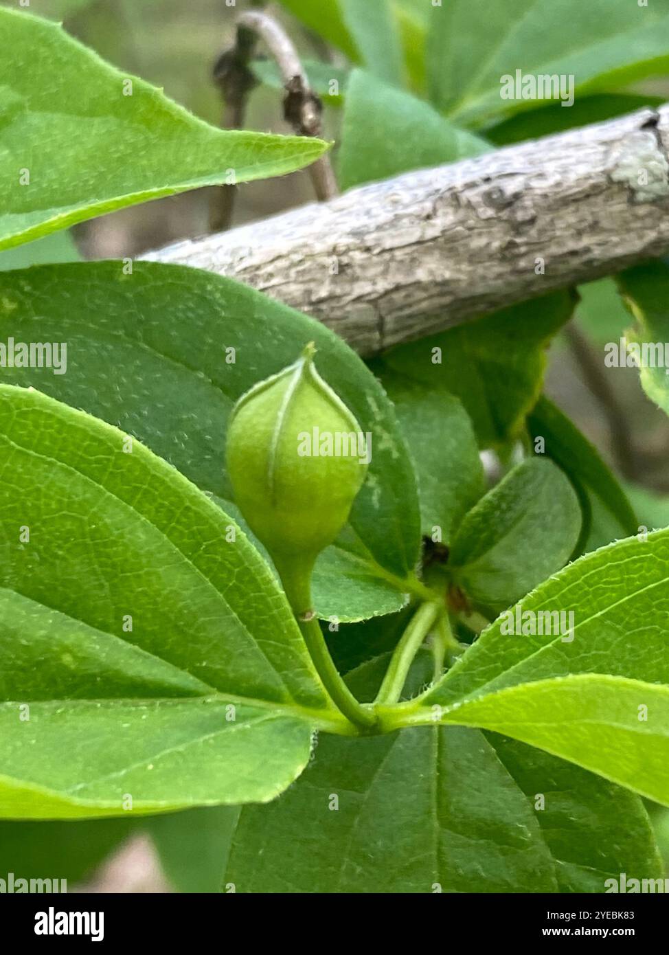 Scentless Mock Orange (Philadelphus inodorus Stock Photo - Alamy