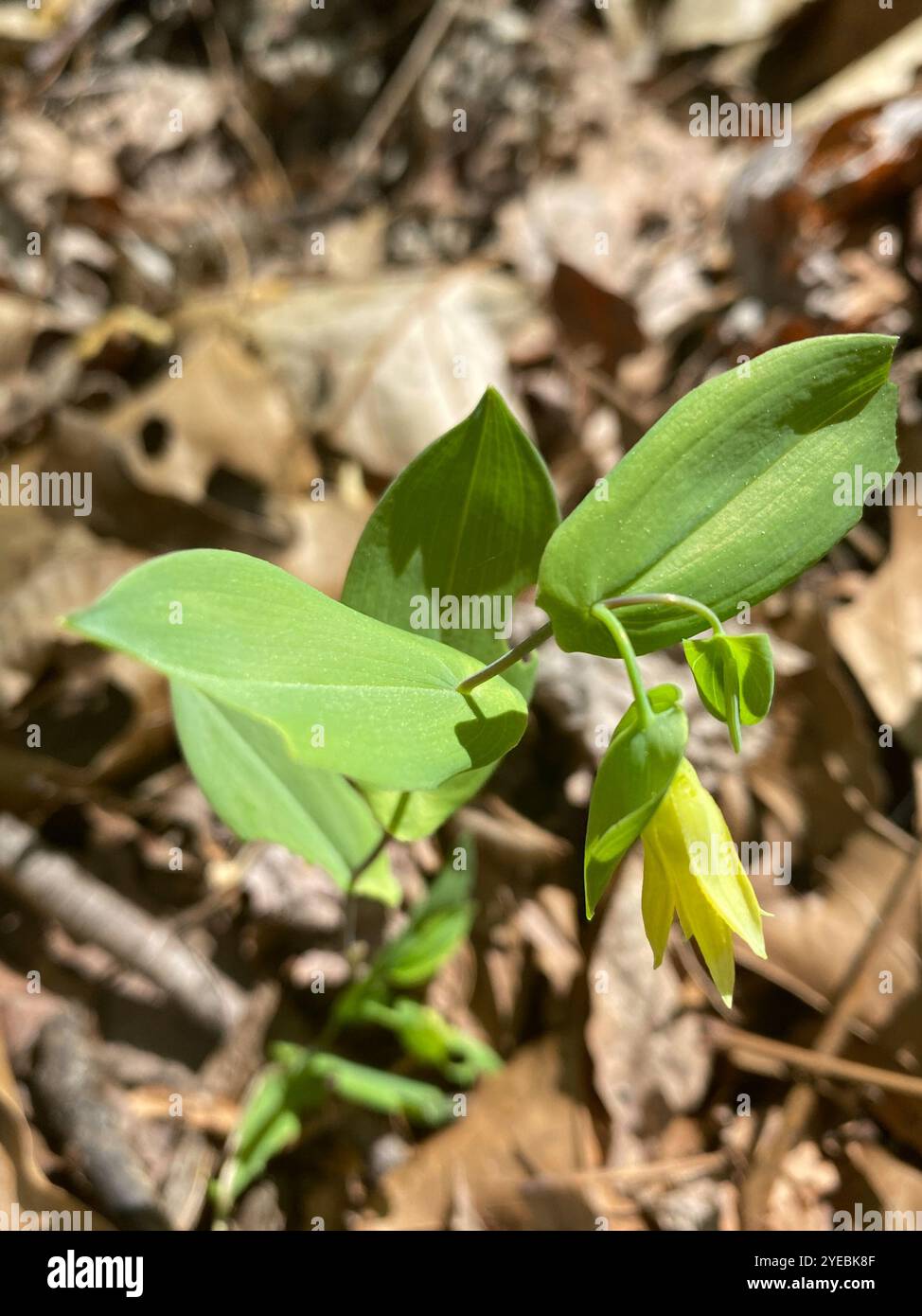 perfoliate bellwort (Uvularia perfoliata Stock Photo - Alamy
