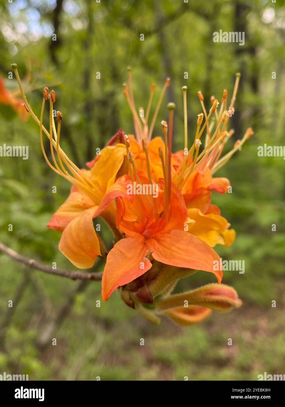 Flame Azalea (Rhododendron calendulaceum Stock Photo - Alamy