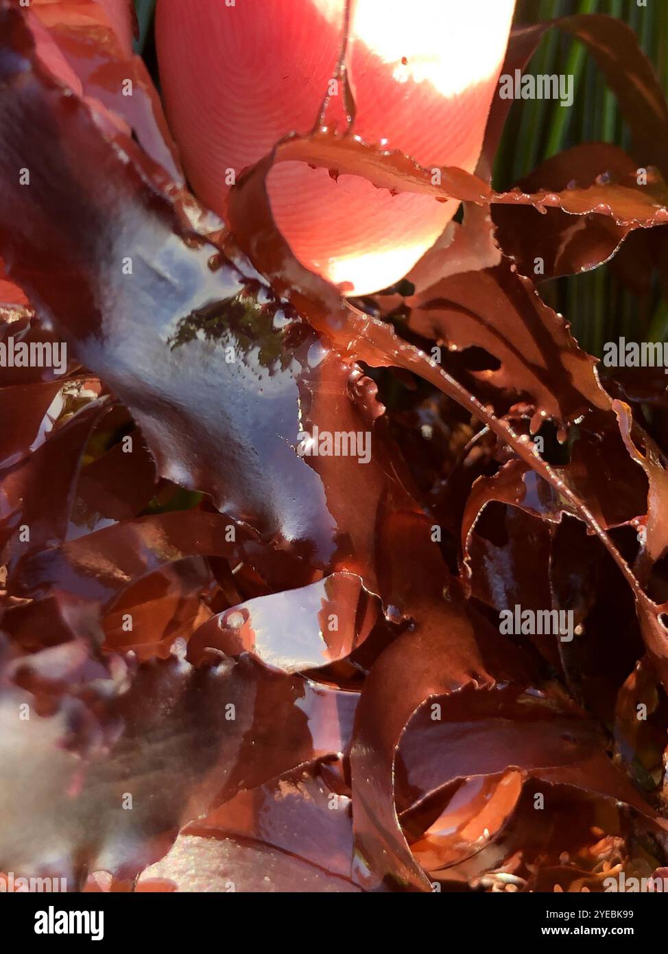 Grape Tongue (Cryptopleura ruprechtiana Stock Photo - Alamy