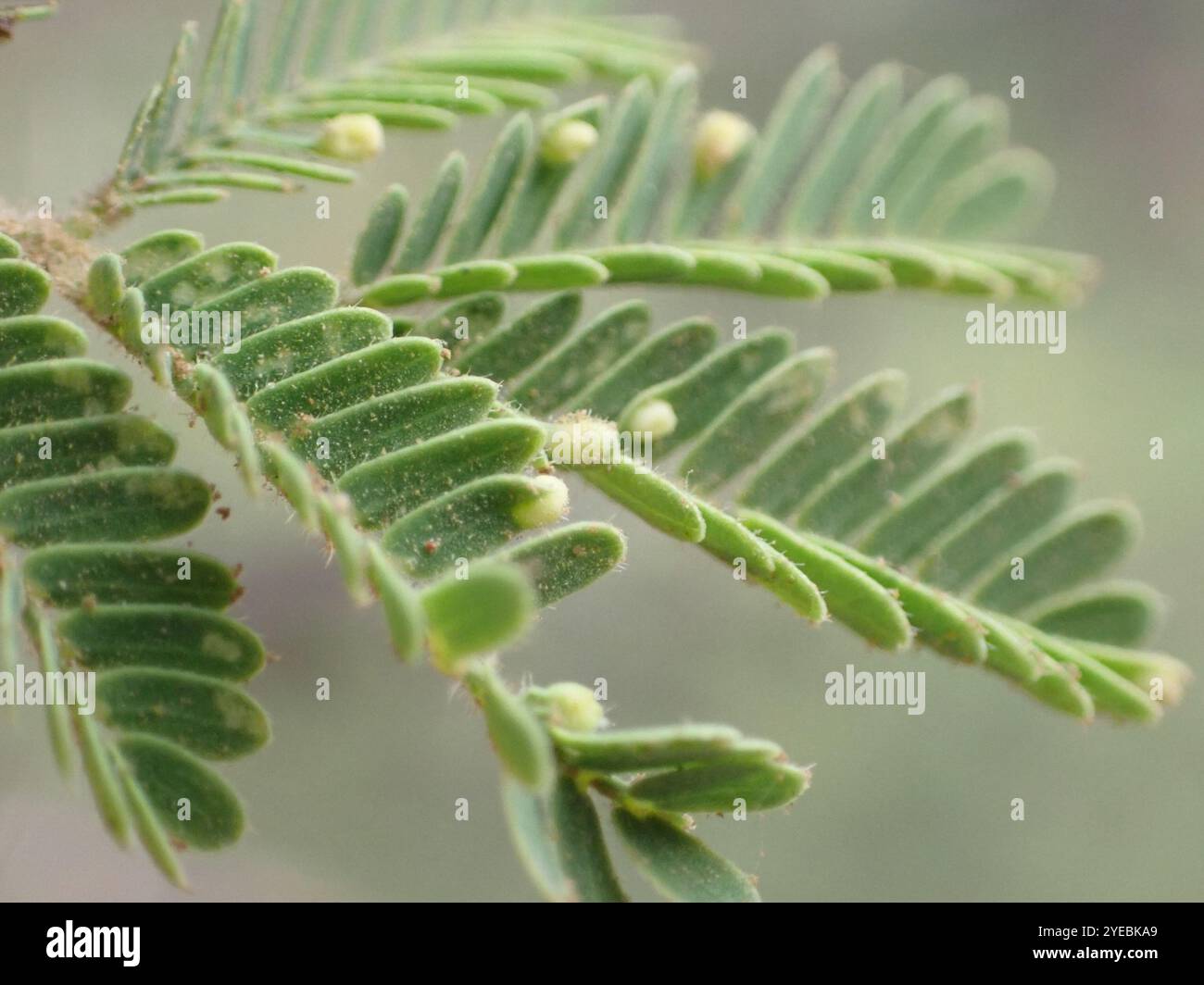 twisted acacia (Vachellia tortuosa Stock Photo - Alamy