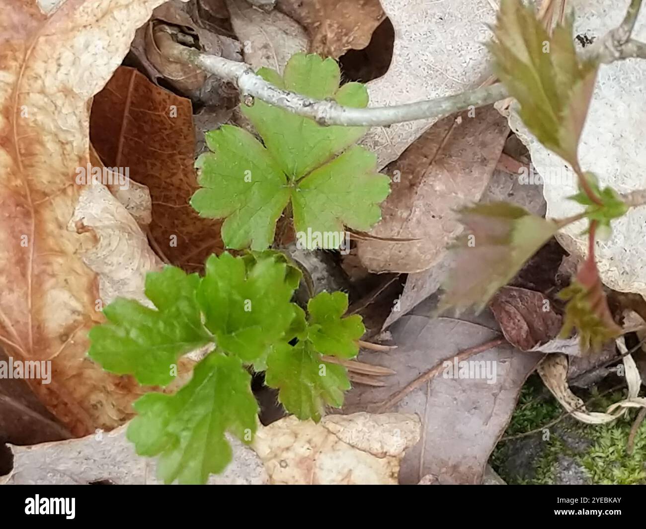 Appalachian barren-strawberry (Waldsteinia fragarioides Stock Photo - Alamy