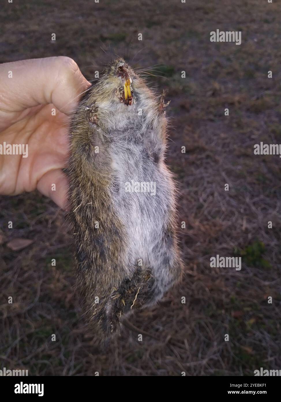 Hispid Cotton Rat (Sigmodon hispidus Stock Photo - Alamy