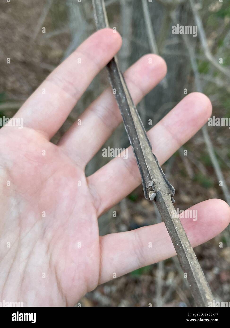 blue ash (Fraxinus quadrangulata Stock Photo - Alamy