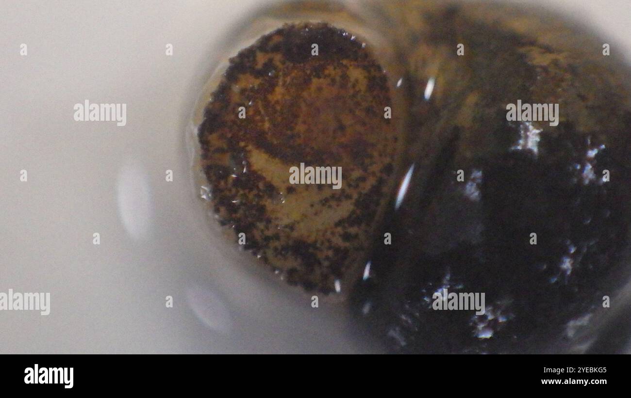 Hydrobiid Mud Snails (Hydrobiidae Stock Photo - Alamy