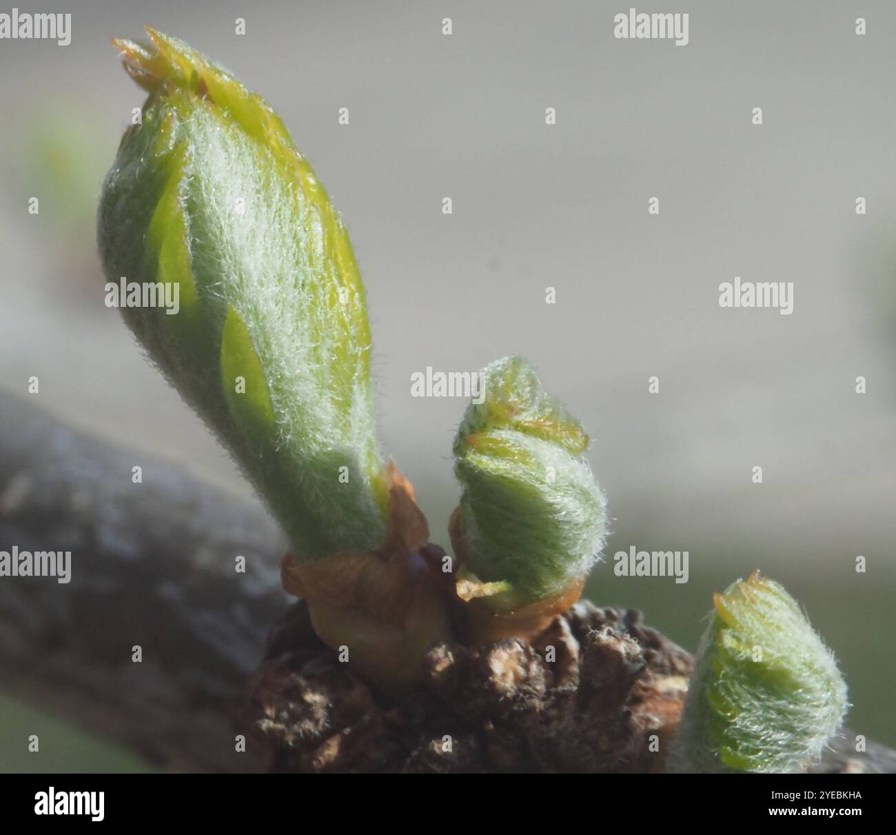 Gleditsia triacanthos inermis hi-res stock photography and images - Alamy