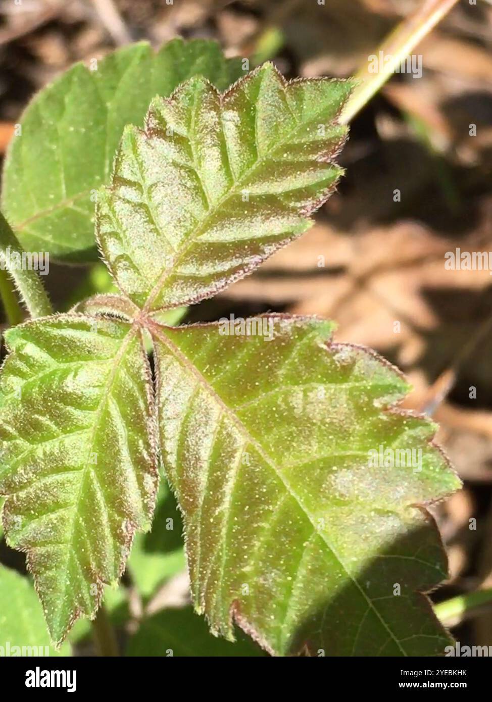 fragrant sumac (Rhus aromatica Stock Photo - Alamy