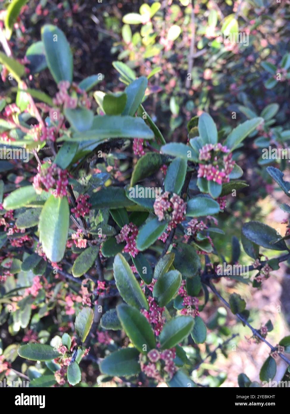 Oregon Boxwood (Paxistima myrsinites Stock Photo - Alamy
