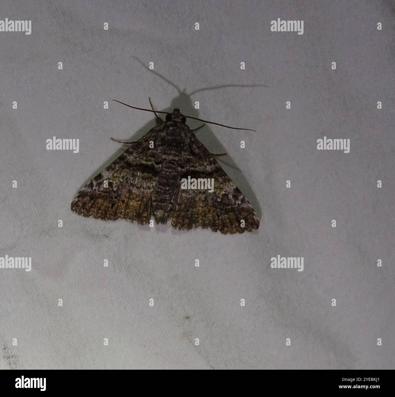 Live Oak Metria Moth (Metria amella Stock Photo - Alamy