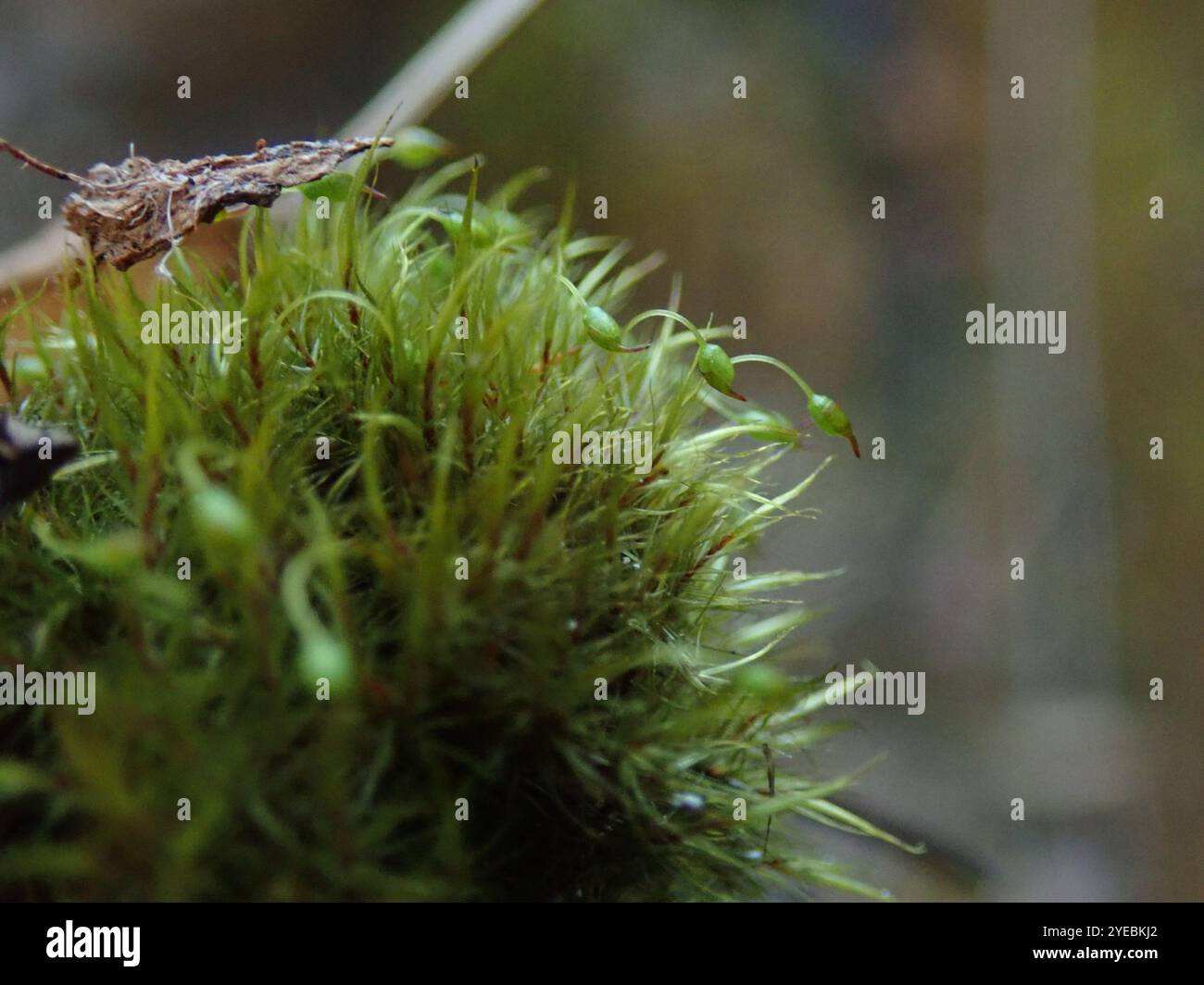 Sharp-leaved Blindia (Blindia acuta Stock Photo - Alamy