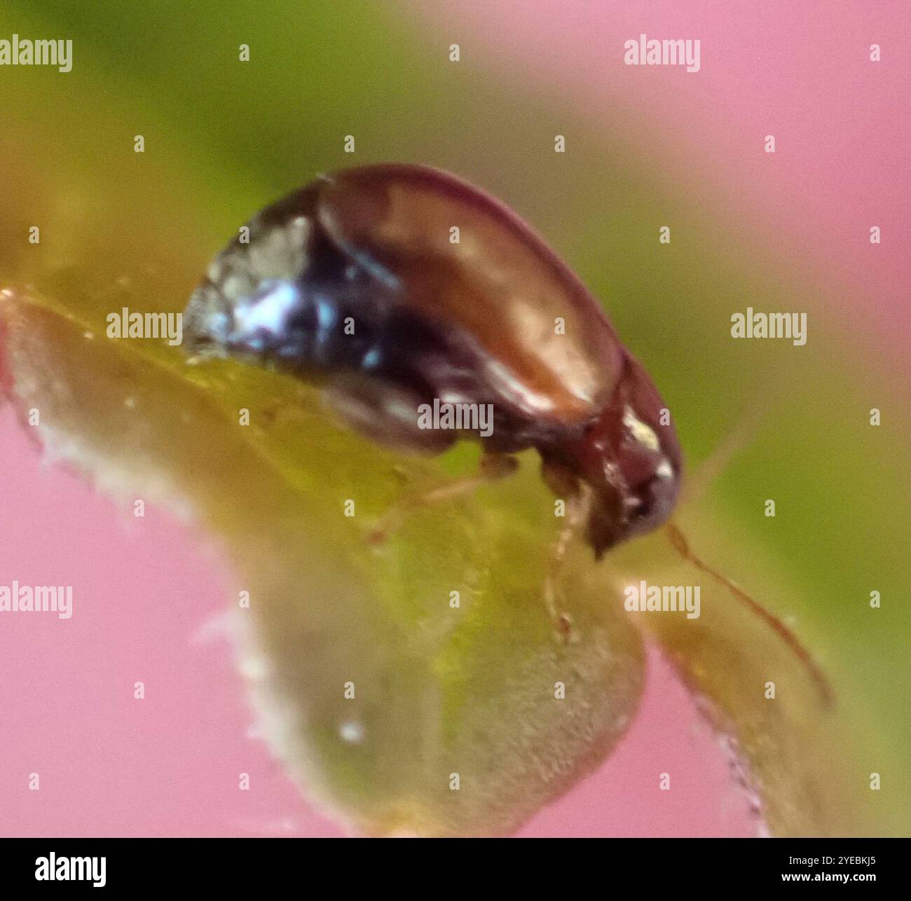 Longitarsus hi-res stock photography and images - Alamy