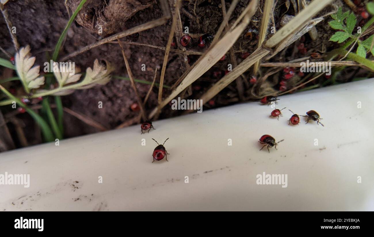 White-margined Burrower Bug (Sehirus cinctus Stock Photo - Alamy