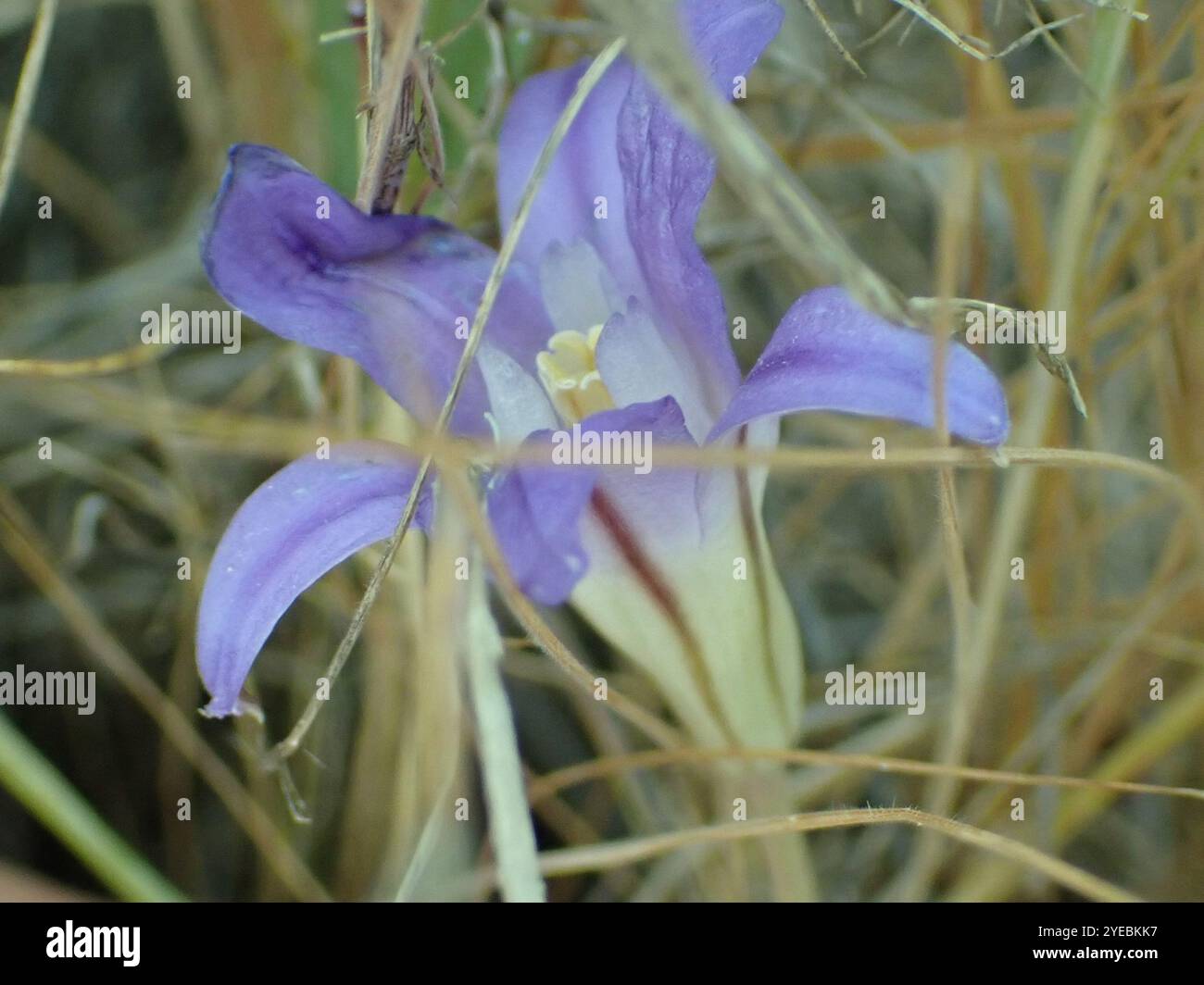 Dwarf Brodiaea (Brodiaea terrestris Stock Photo - Alamy